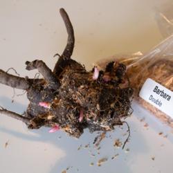 Peony (Paeonia lactiflora 'Barbara') in the Peonies Database - Garden.org