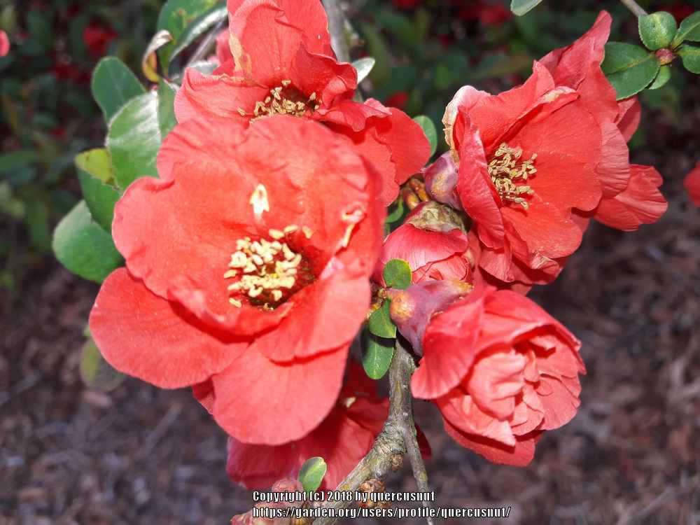 Flowering Quince (Chaenomeles speciosa 'Iwai Nishiki') - Garden.org