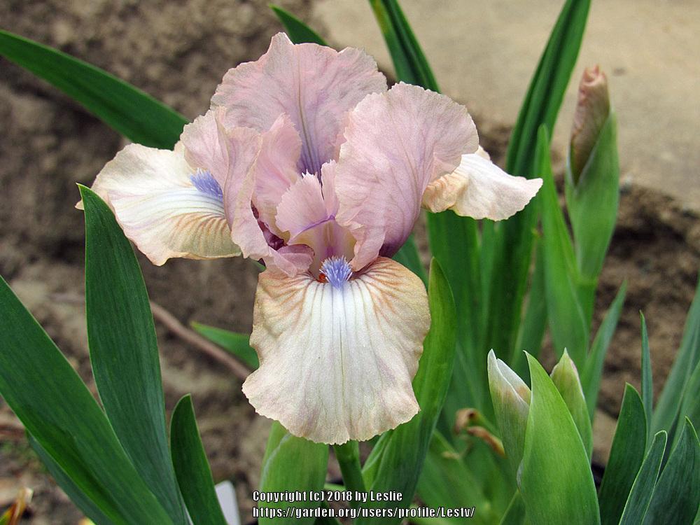Photo of the bloom of Standard Dwarf Bearded Iris (Iris 'Enchanted ...