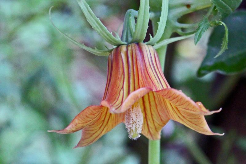 Canary Bellflower (Canarina canariensis) - Garden.org