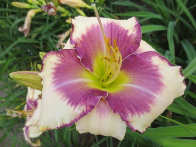 Daylily (Hemerocallis 'Swedish Nightingale') in the Daylilies Database ...
