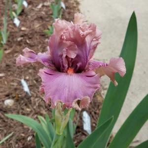 Tall Bearded Iris (Iris 'Good Morning Beautiful') in the Irises ...