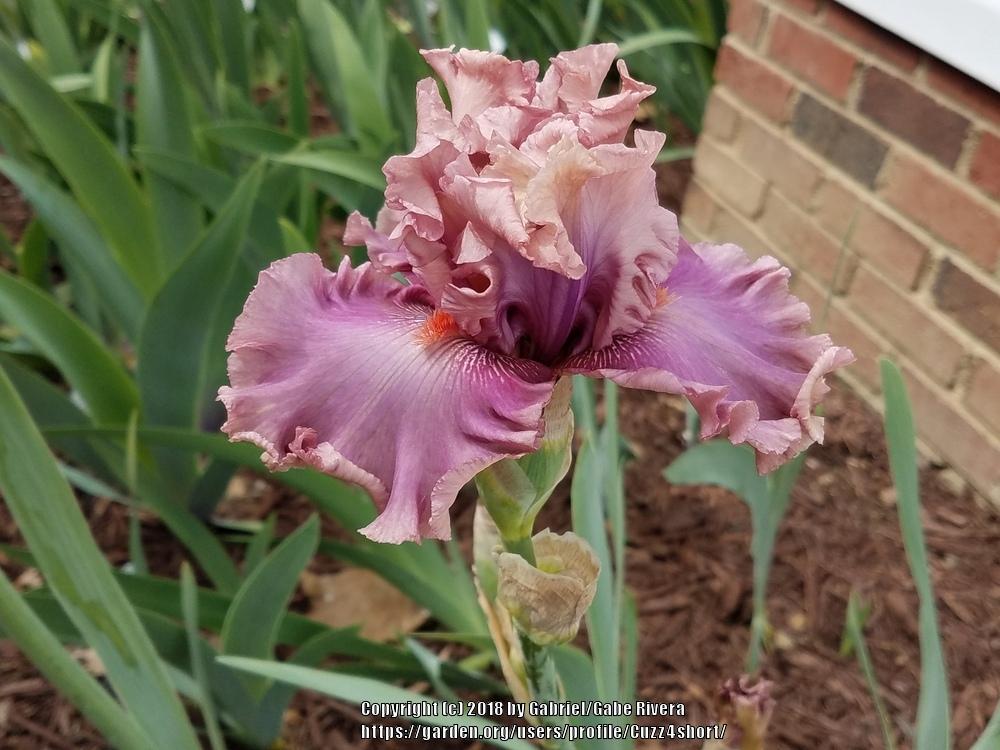 Photo of the bloom of Tall Bearded Iris (Iris 'Good Morning Beautiful ...