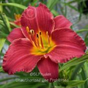 Daylily (Hemerocallis Ruby Stella ) in the Daylilies Database - Garden.org