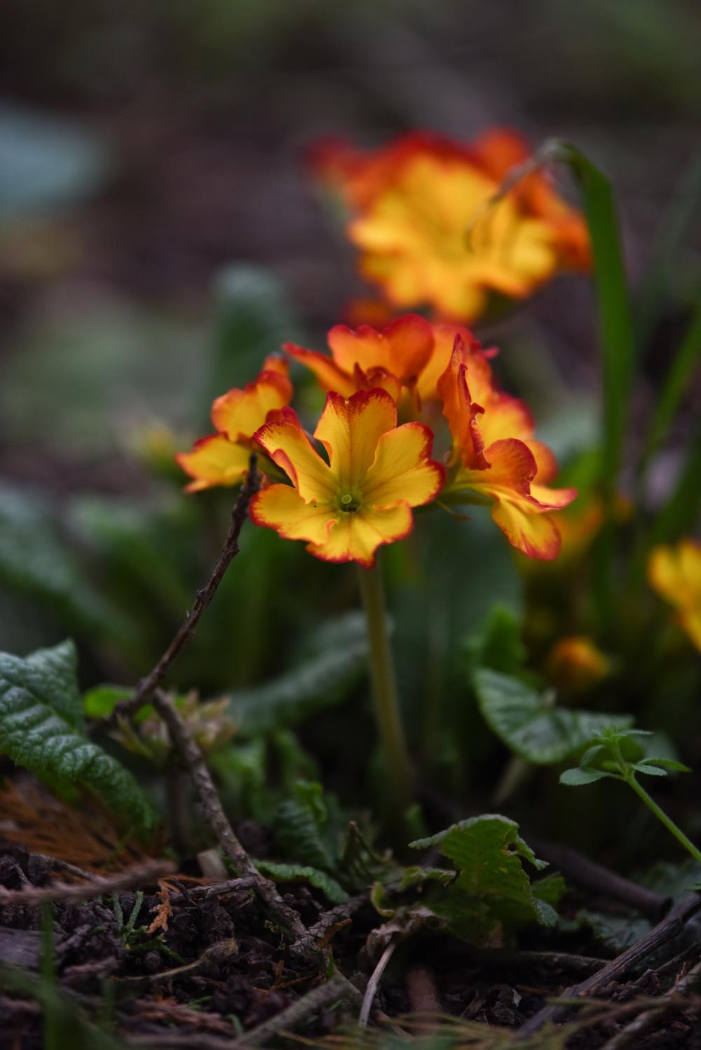 Polyanthus (Primula 'Firecracker') in the Primroses Database - Garden.org