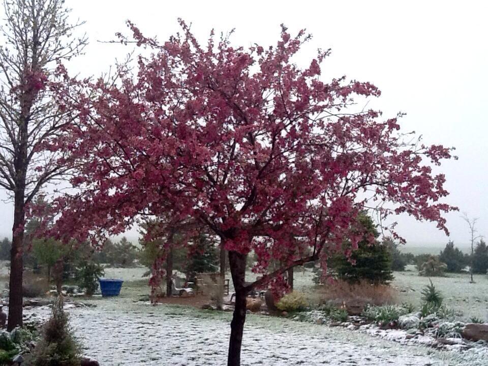 Photo of the entire plant of Crabapple (Malus 'Prairie Fire') posted by ...