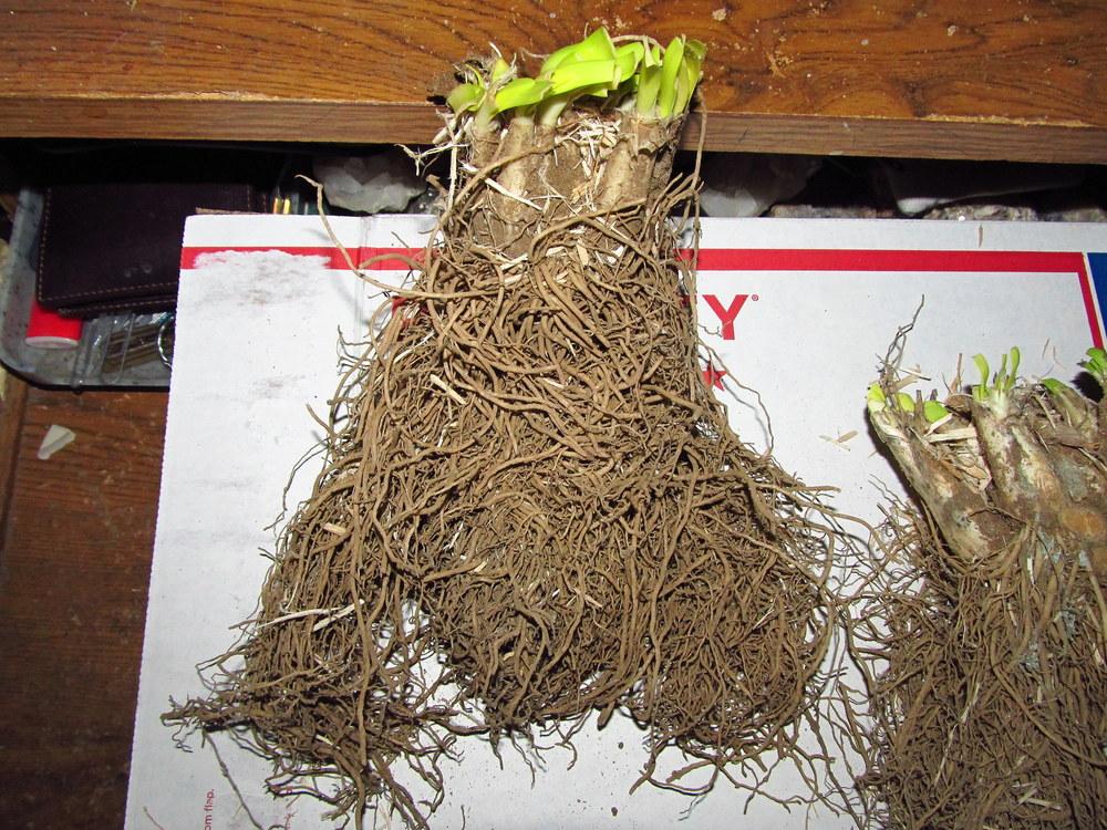 Photo of the roots of Ornamental Onion (Allium 'Millenium') posted by ...