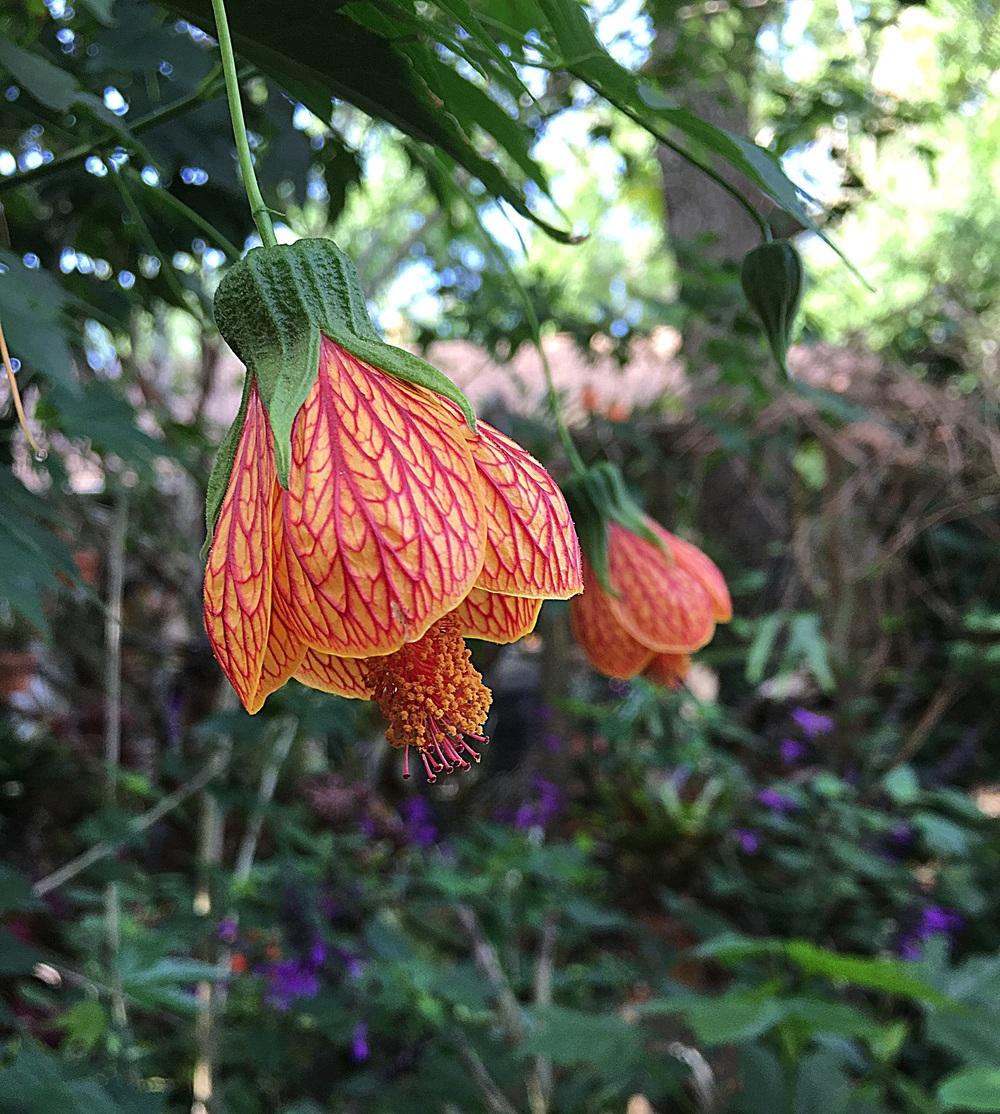 Abutilons: Plant Care and Collection of Varieties - Garden.org