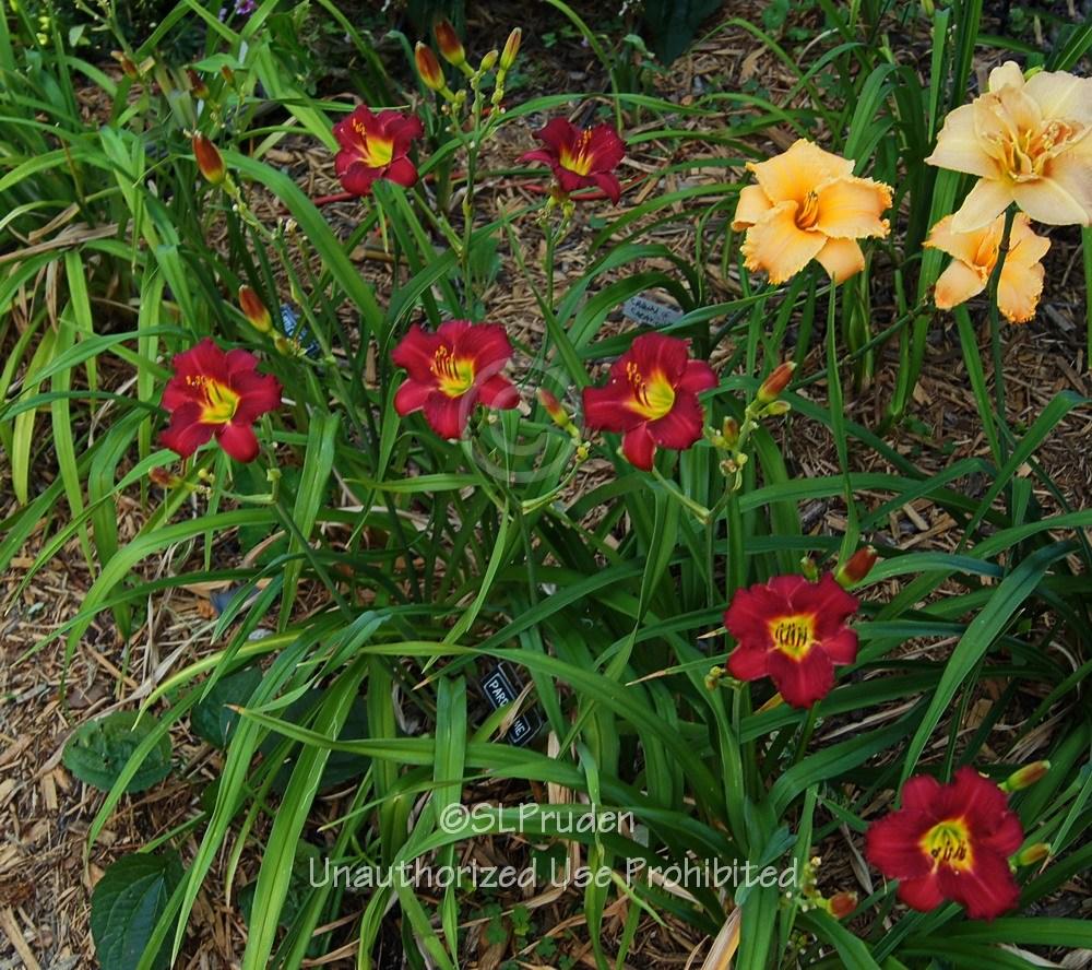 Photo of the bloom of Daylily (Hemerocallis 'Pardon Me') posted by ...
