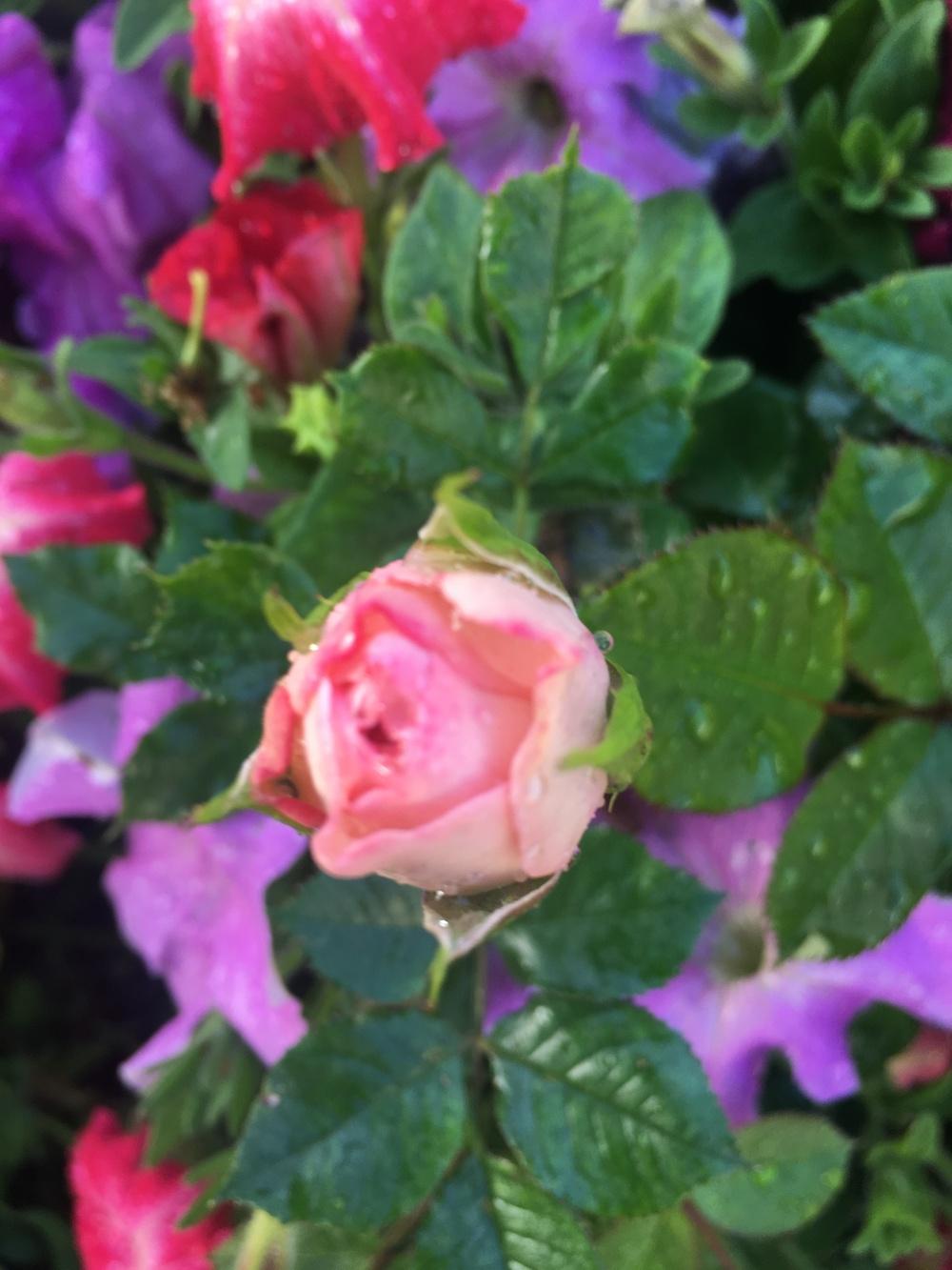 Mini parade roses in the Roses forum - Garden.org