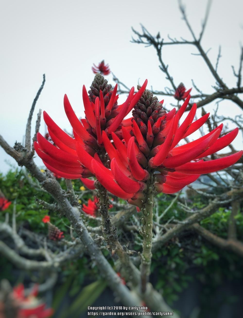 Common Coral Tree (Erythrina lysistemon) - Garden.org