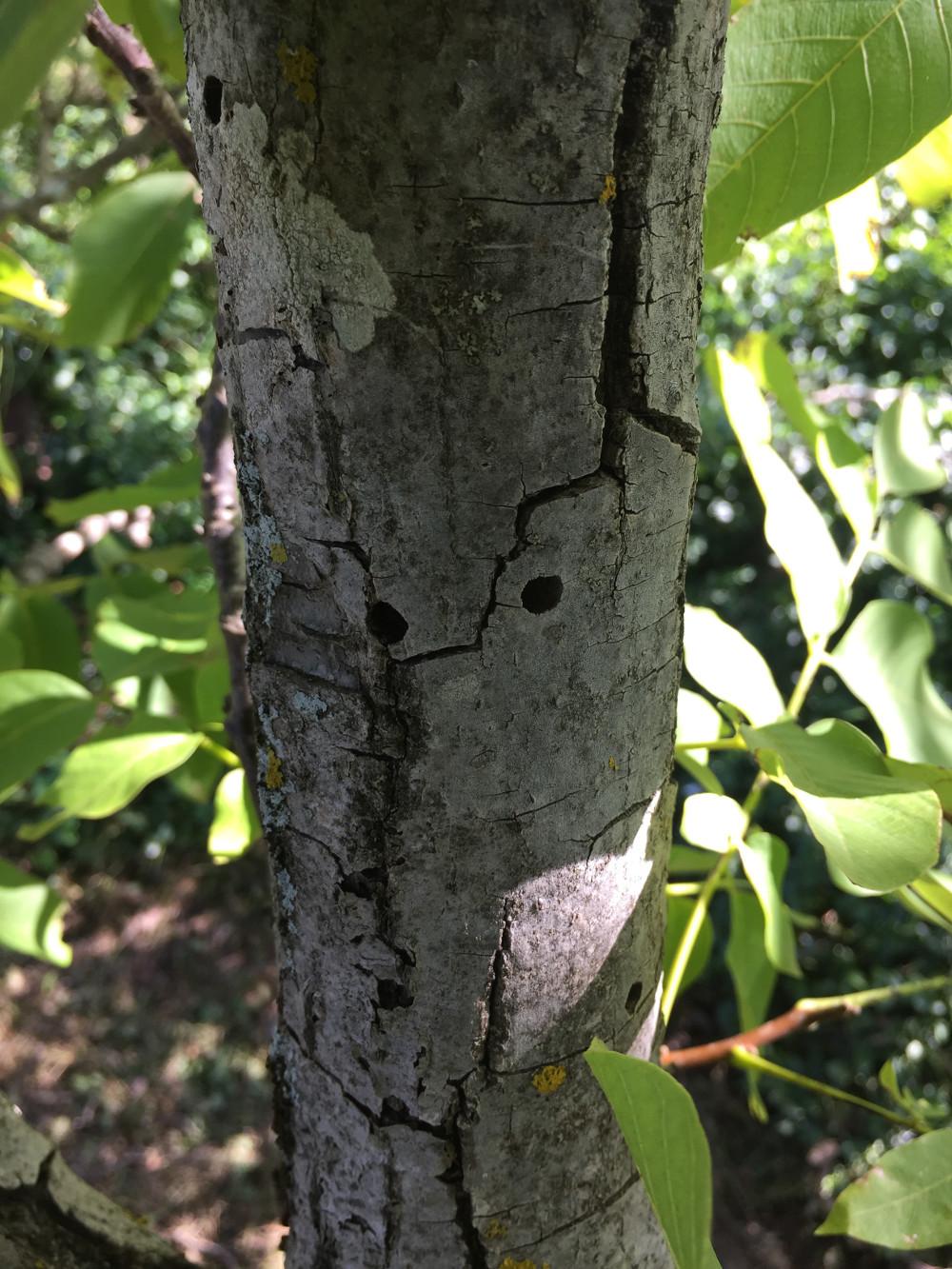 Treatment for Borer Walnut Trees in the Ask a Question forum - Garden.org