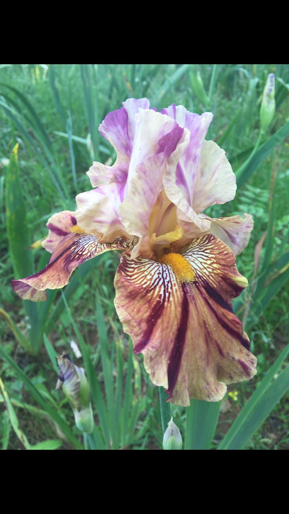 Photo of the bloom of Tall Bearded Iris (Iris 'Dan Laing') posted by ...