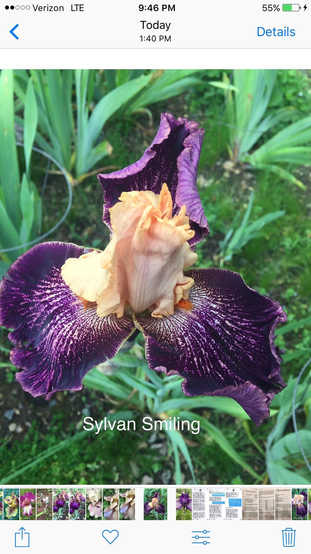 Tall Bearded Iris (Iris 'Sylvan Smiling') in the Irises Database - Garden.org