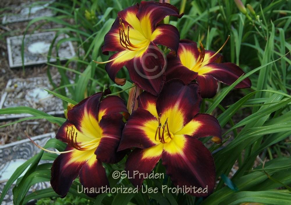 Photo of the entire plant of Daylily (Hemerocallis 'Persian Ruby ...