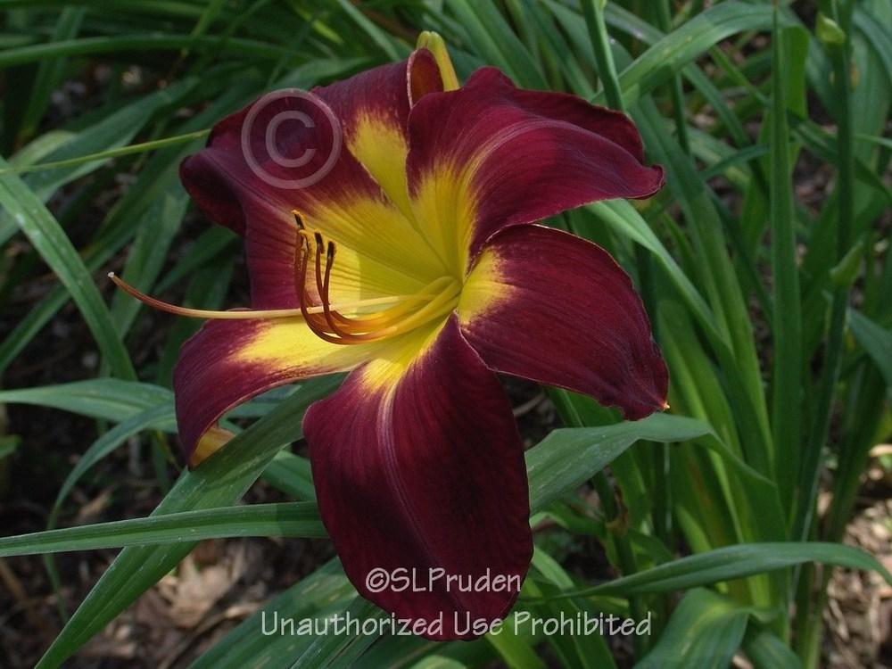 Photo of the bloom of Daylily (Hemerocallis 'Persian Ruby') posted by ...