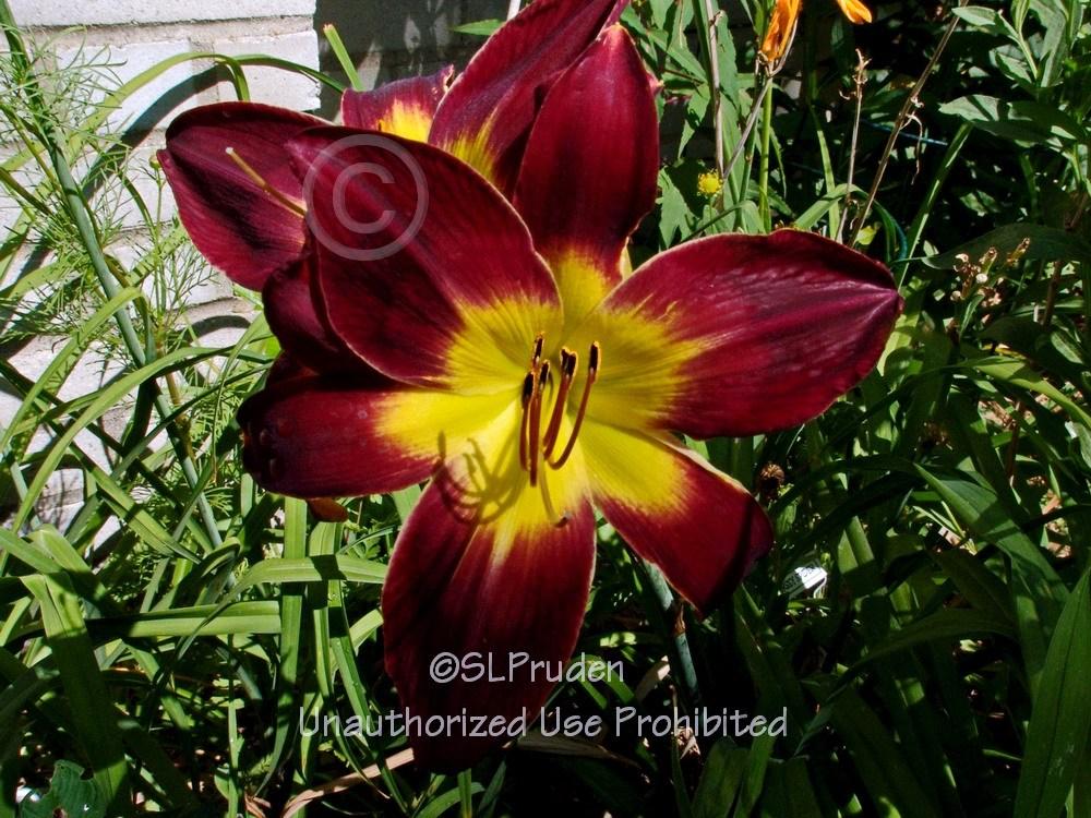 Photo of the bloom of Daylily (Hemerocallis 'Persian Ruby') posted by ...