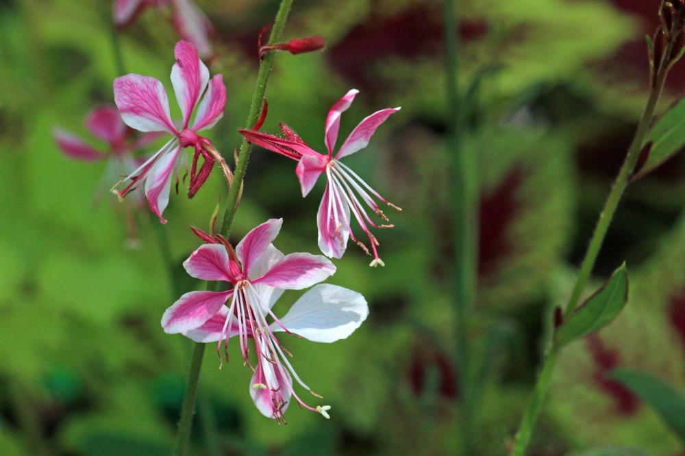 Gaura (Oenothera lindheimeri 'Siskiyou Pink') in the Oenotheras ...