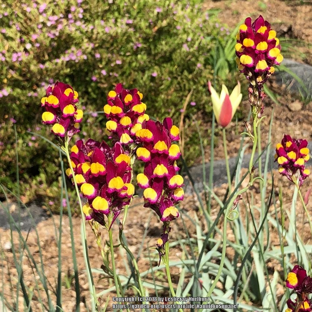 Photo of the bloom of Spurred Snapdragon (Linaria pinifolia 'Flamenco ...