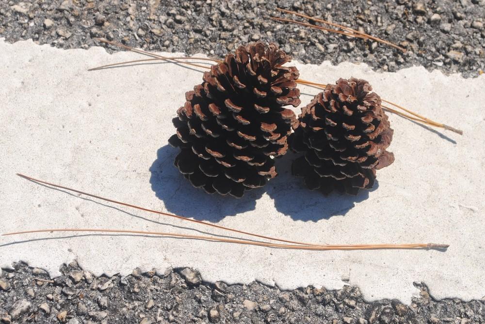 Slash Pine Cone