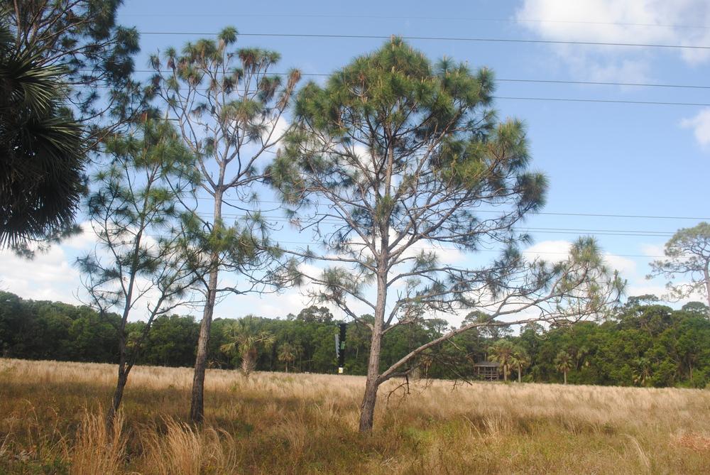 Photo of the entire plant of South Florida Slash Pine (Pinus elliottii ...