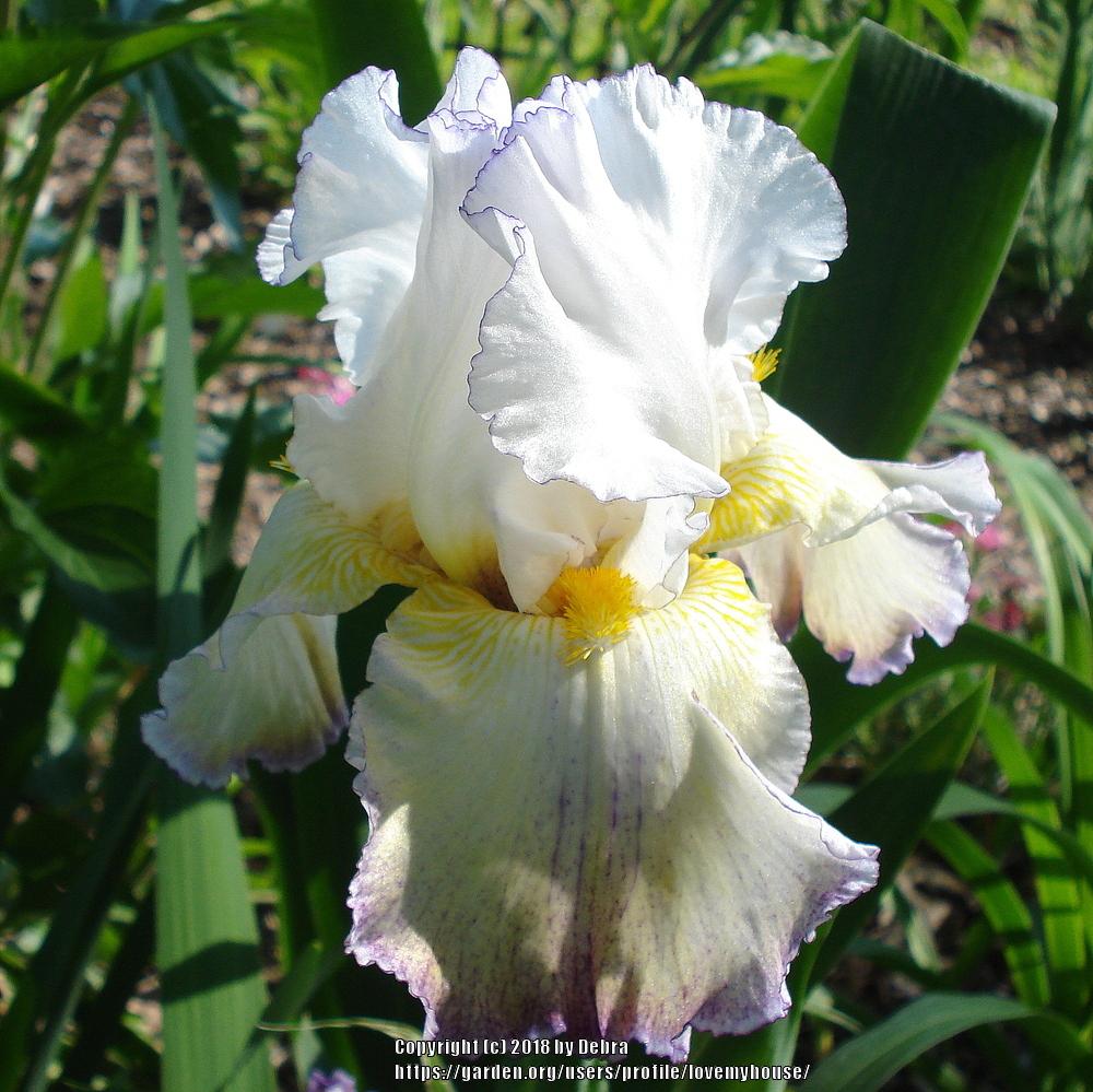 Tall Bearded Iris (Iris 'Queen Empress') in the Irises Database ...