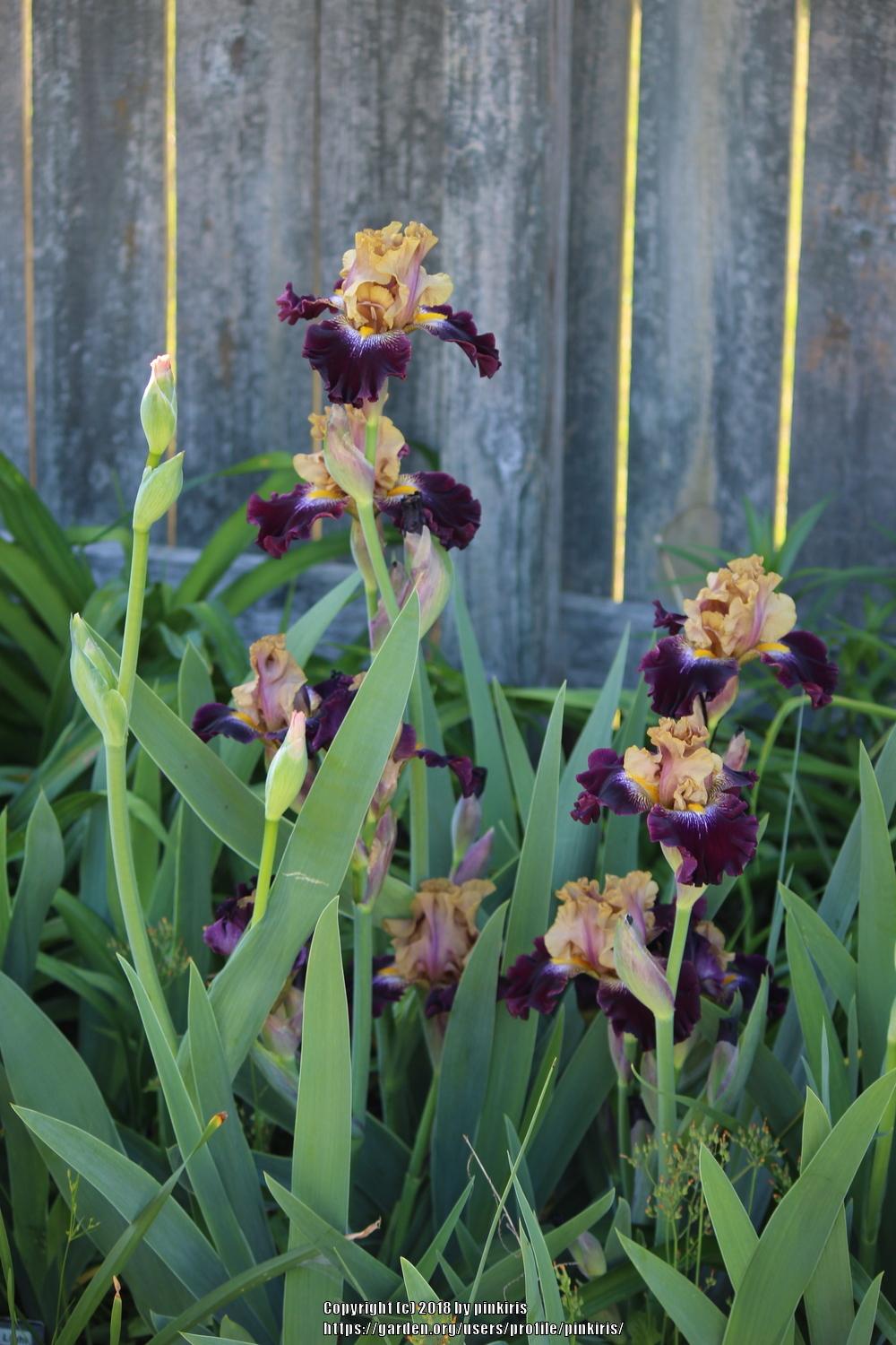Photo of the entire plant of Tall Bearded Iris (Iris 'Table for Two') posted by pinkiris ...