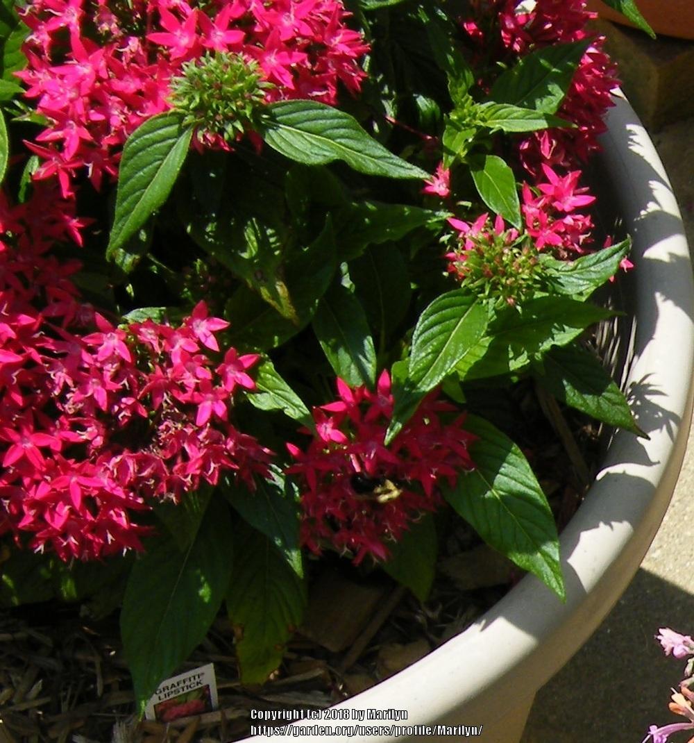 Photo of the leaves of Egyptian Star Cluster (Pentas lanceolata ...