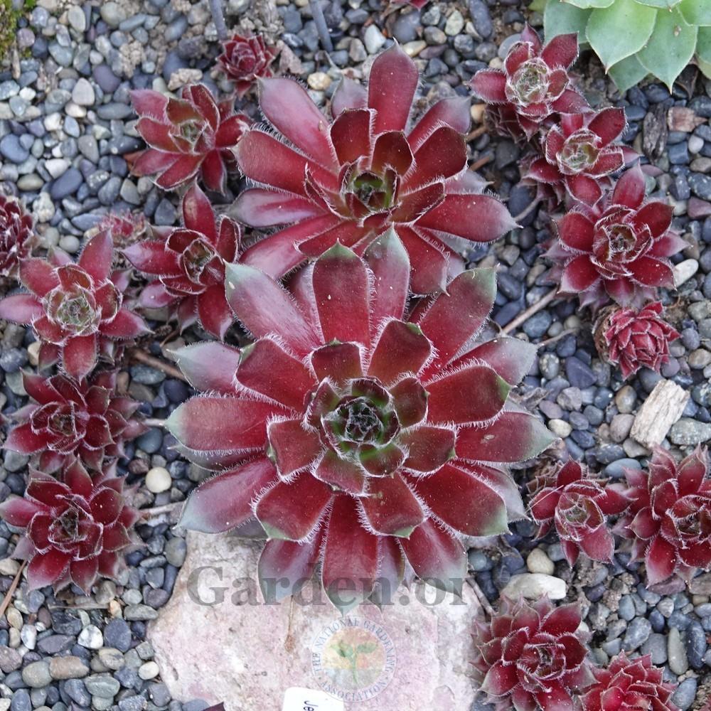 Hen and Chicks (Sempervivum 'Kip') in the Sempervivum Database - Garden.org
