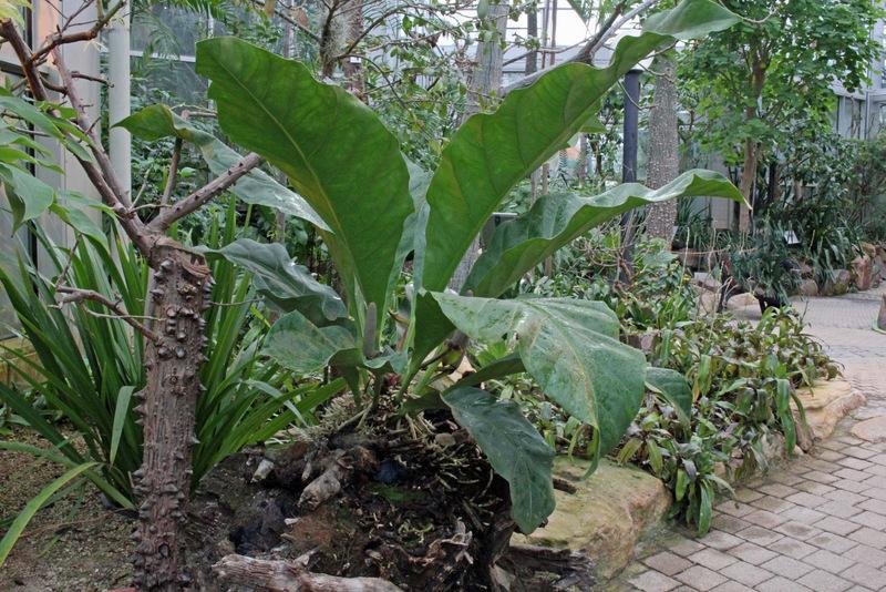 Anthuriums: Plant Care and Collection of Varieties - Garden.org