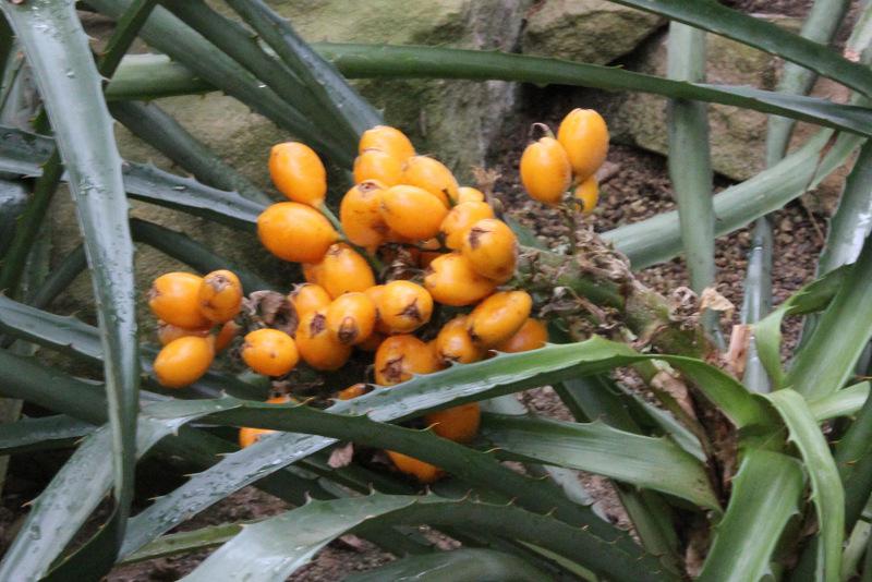 Photo of the fruit of Pinguin (Bromelia pinguin) posted by RuuddeBlock ...