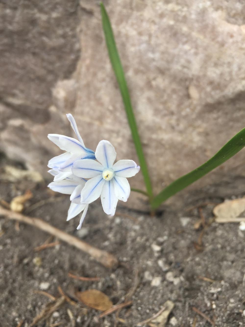 Early Spring Bulb with tiny flowers... in the Plant ID forum - Garden.org