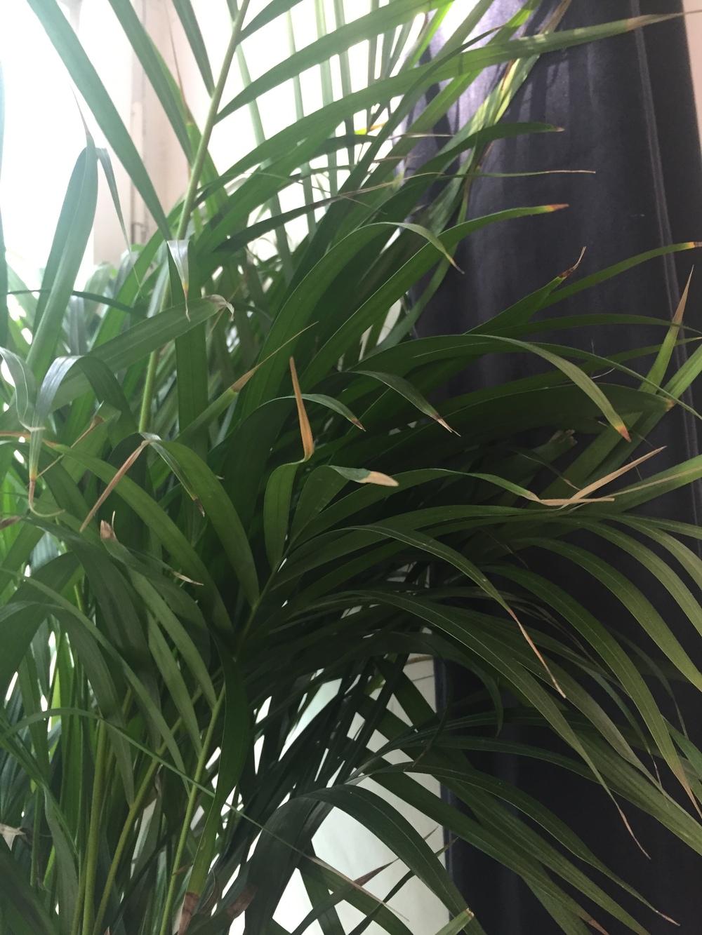 Viewing post #1681015 by jjjf - Garden.org