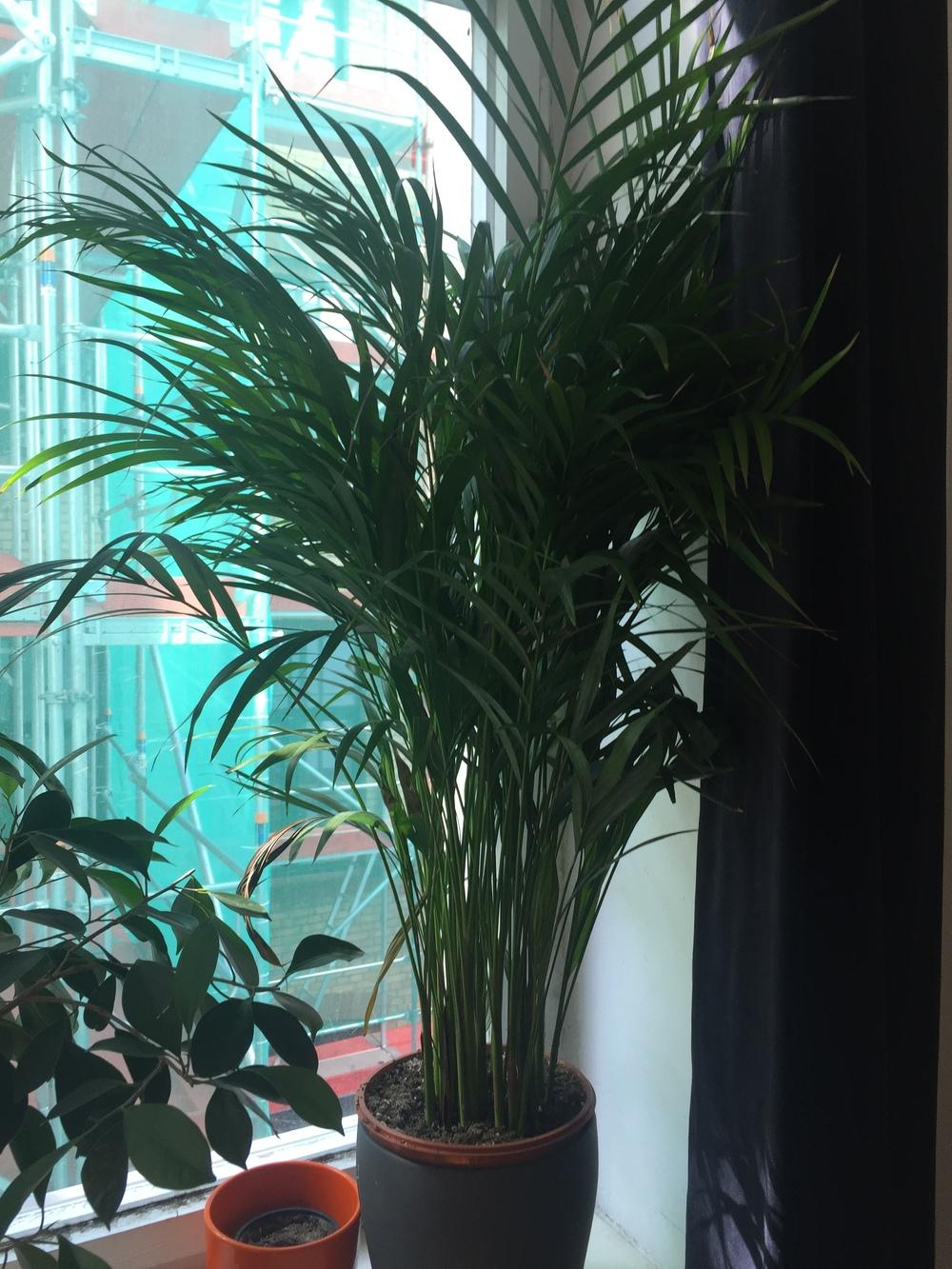 Viewing post #1681015 by jjjf - Garden.org