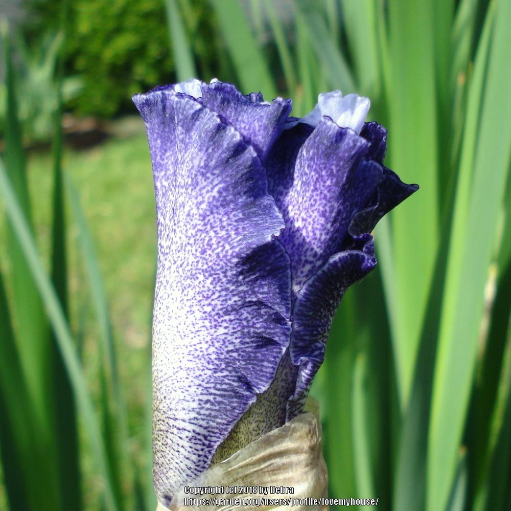 Photo of the closeup of buds, sepals and receptacles of Tall Bearded Iris (Iris 'Splashacata ...