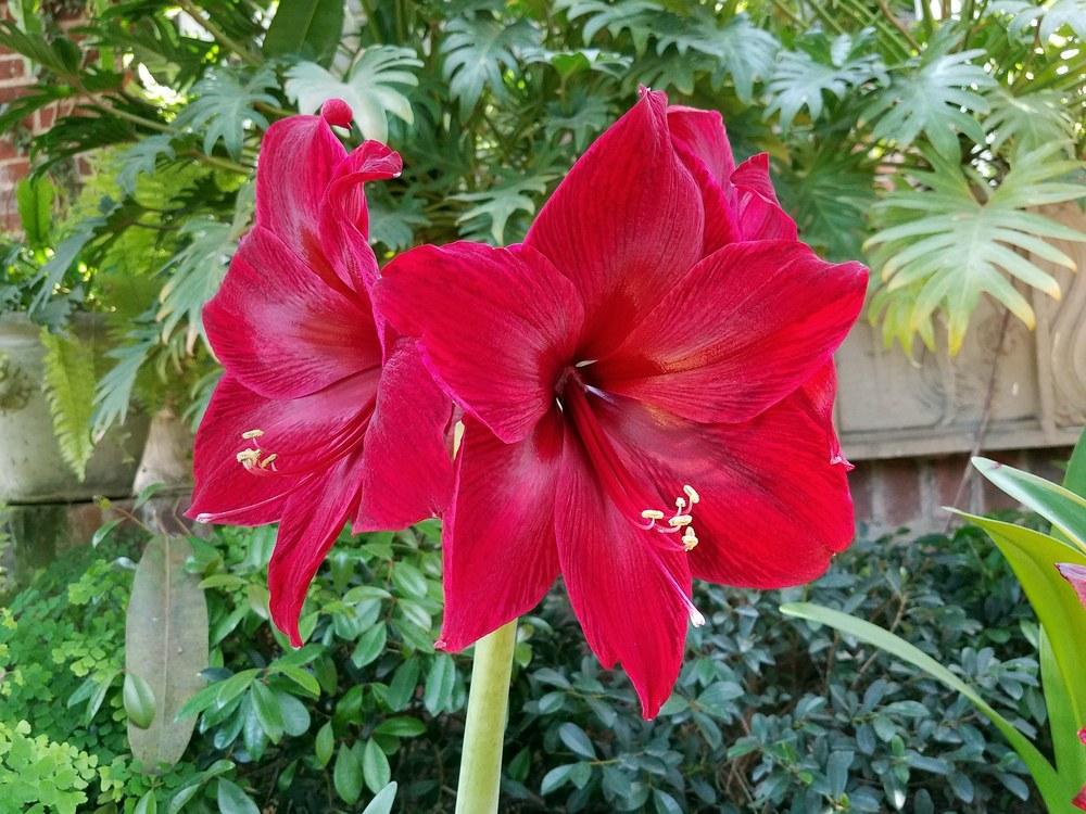 Photo of the bloom of Amaryllis (Hippeastrum 'Red Pearl') posted by ...
