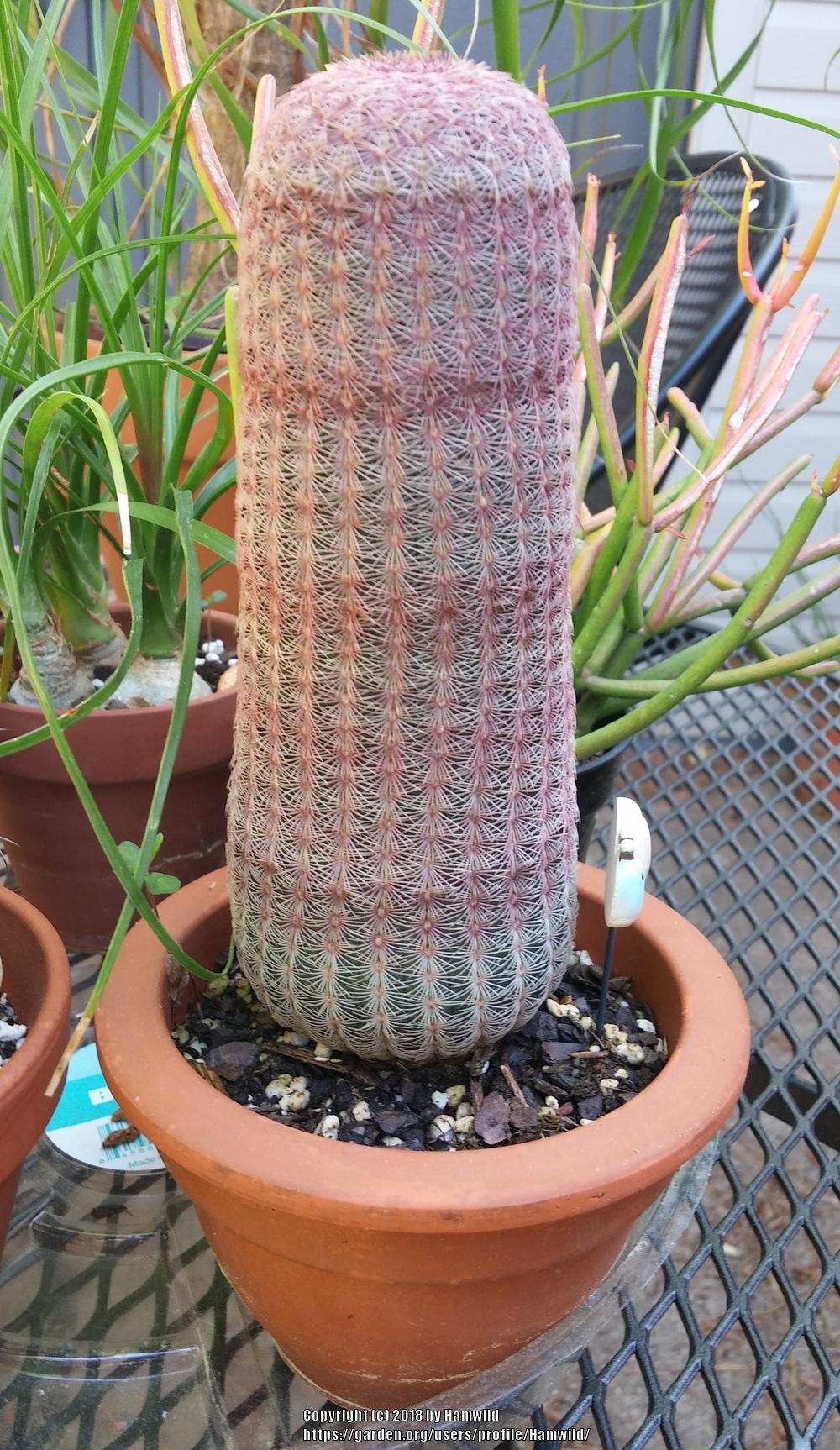 Photo of the entire plant of Arizona Ruby Rainbow Hedgehog Cactus ...