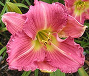 Daylily (Hemerocallis 'That Certain Feeling') in the Daylilies Database - Garden.org