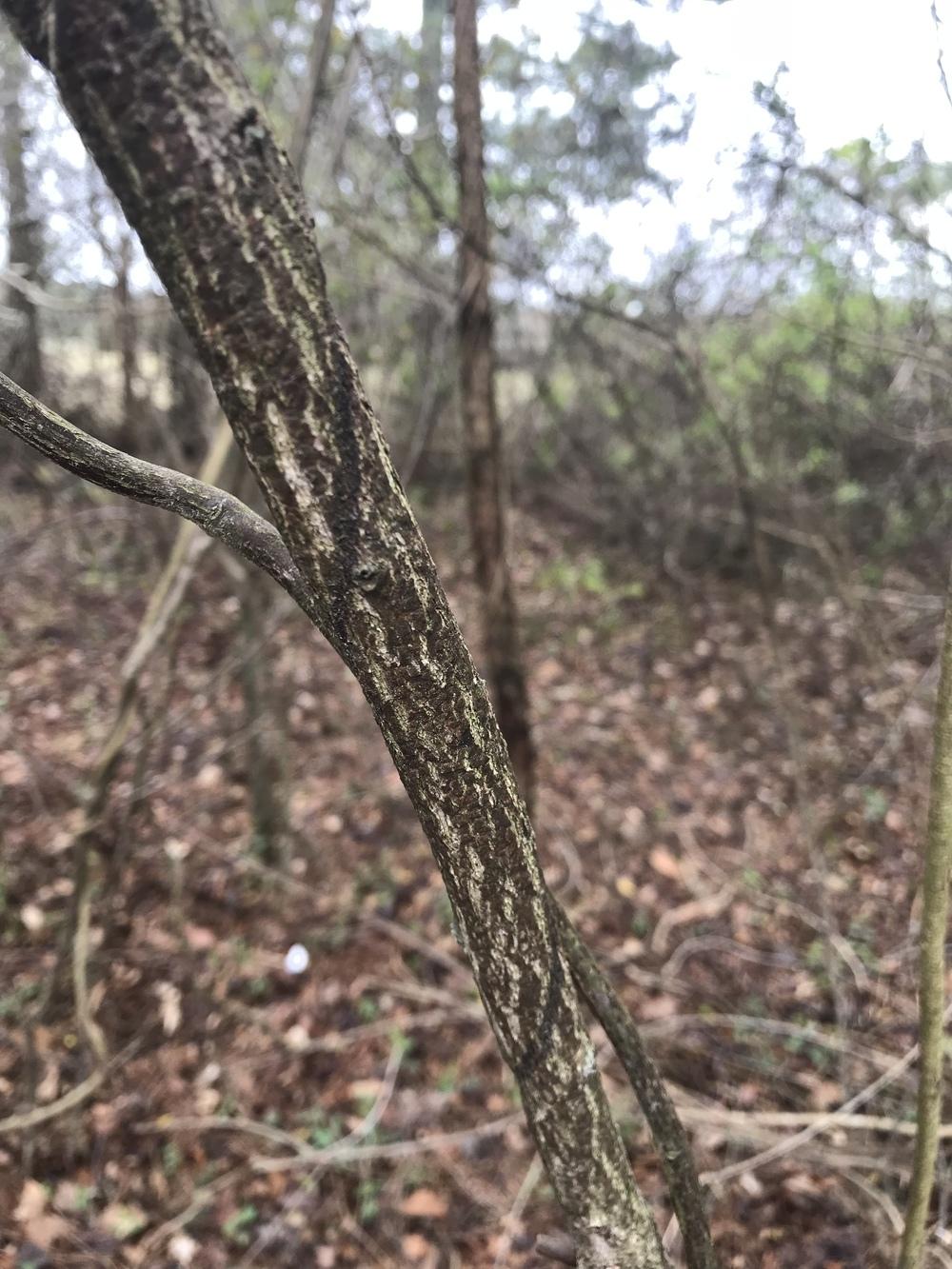 Unknown tree in the Plant ID forum - Garden.org