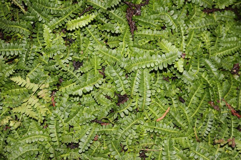 Alpine Water-Fern (Austroblechnum penna-marina subsp. penna-marina ...