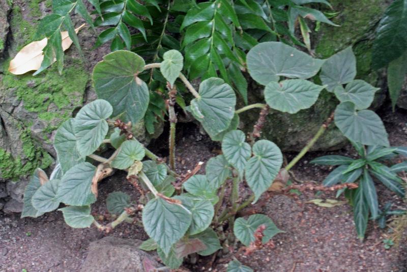 Begonia (Begonia scharffii) in the Begonias Database - Garden.org
