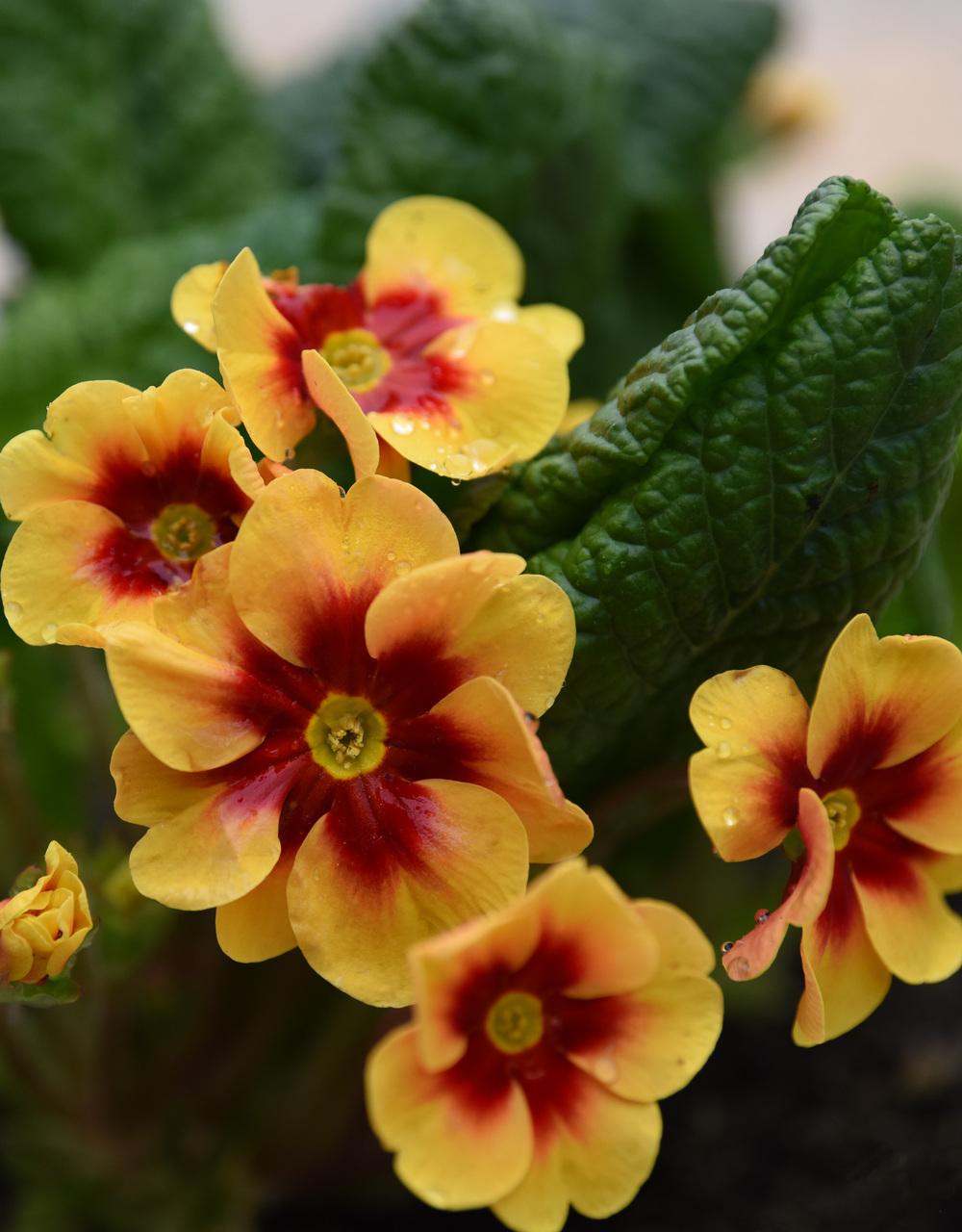 Primrose (Primula 'Jupiter Yellow Red Eye') in the Primroses Database ...