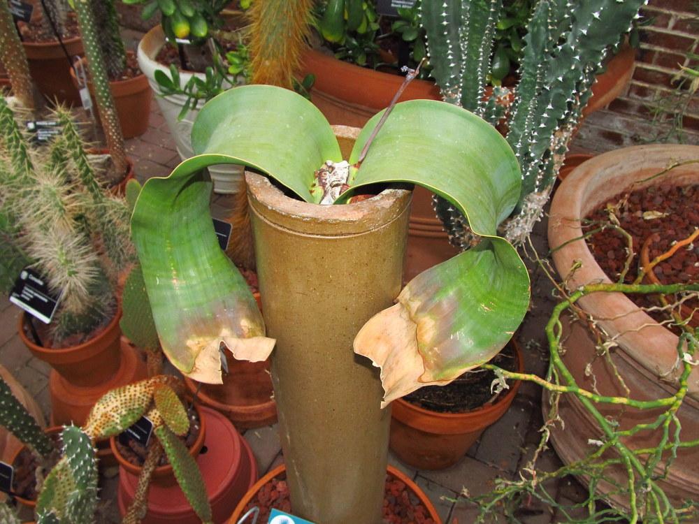Photo of the entire plant of N'tumbo (Welwitschia mirabilis) posted by ...
