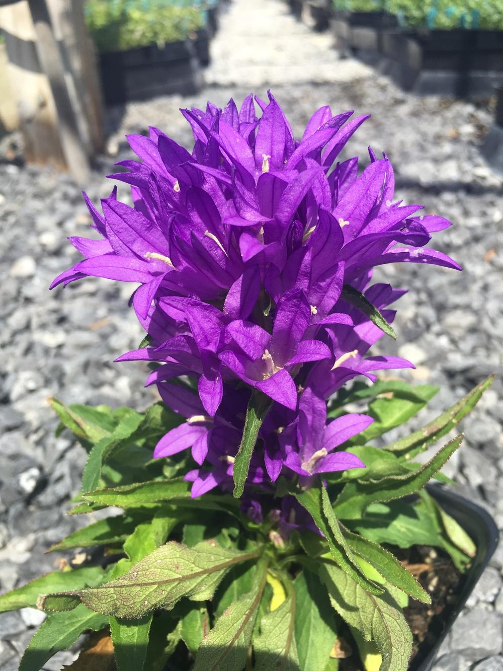 Bellflowers: Plant Care and Collection of Varieties - Garden.org