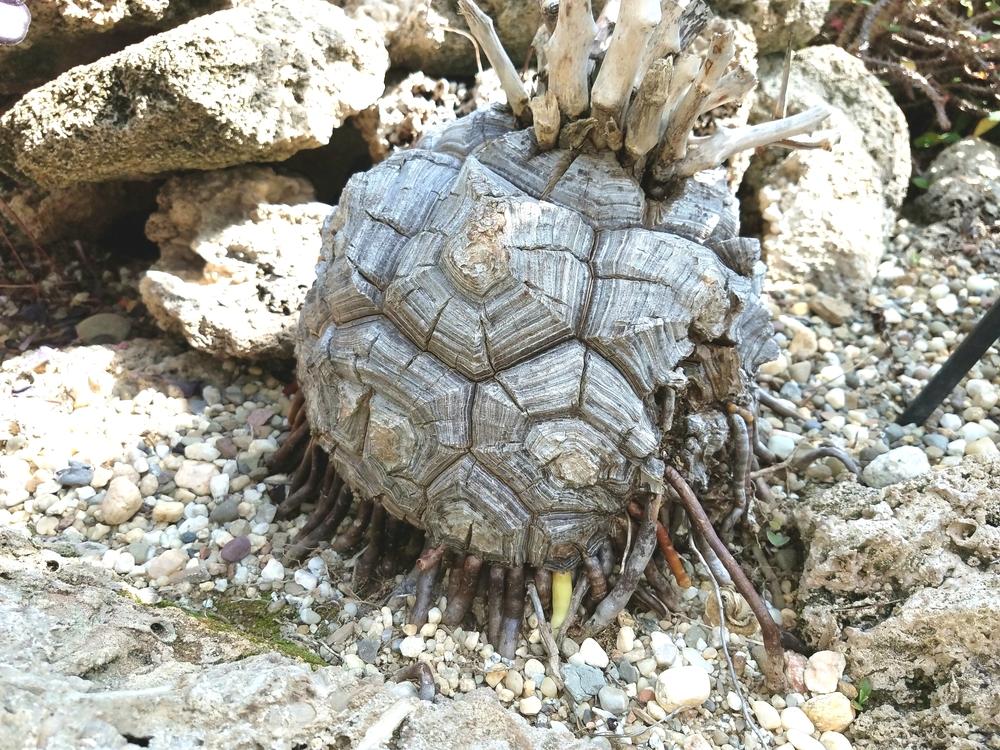 Photo of the roots of Wild Mexican Yam (Dioscorea mexicana) posted by ...