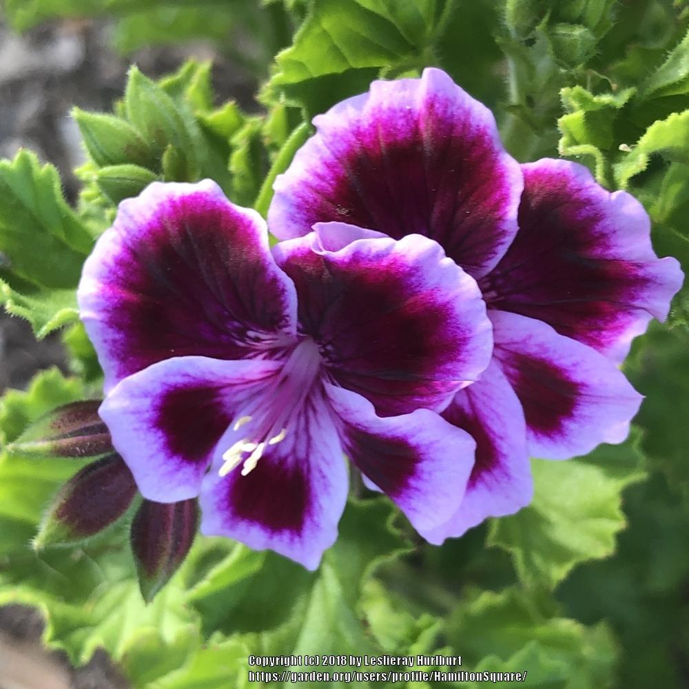 Pelargoniums: Plant Care and Collection of Varieties - Garden.org