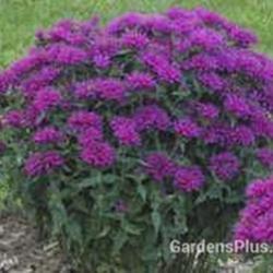 Photo of the bloom of Beebalm (Monarda Sugar Buzz™ Grape Gumball ...