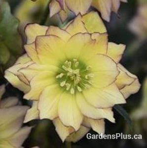 Lenten Rose (Helleborus Wedding Party™ First Dance) in the Hellebores ...