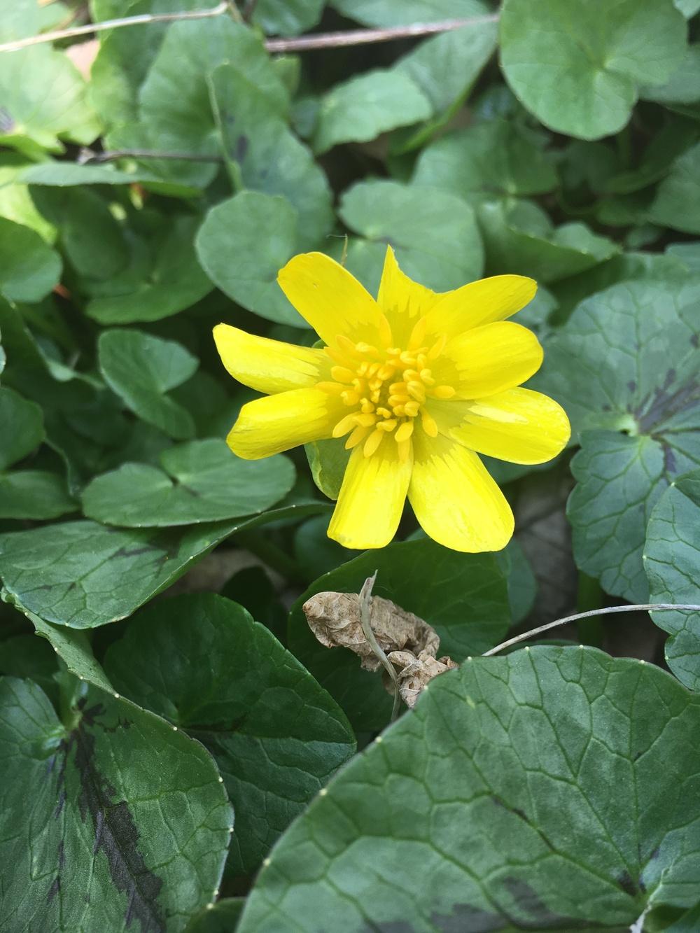 Photo of the bloom of Lesser Celandine (Ficaria verna subsp. verna ...