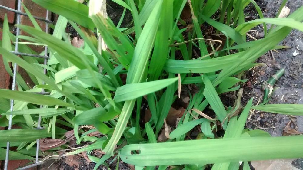 Grass like bulb plant in the Plant ID forum - Garden.org